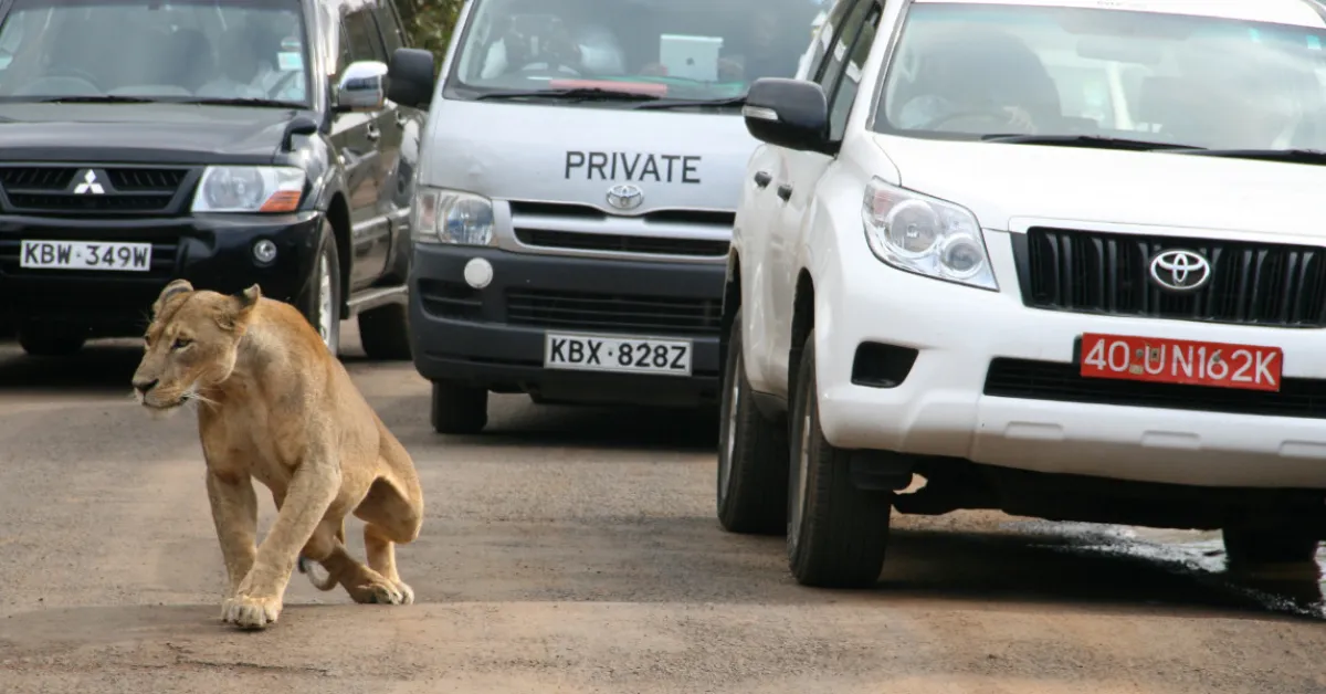 Two Lionesses Escape Nairobi National Park, Sighted Near Ongata Rongai ...